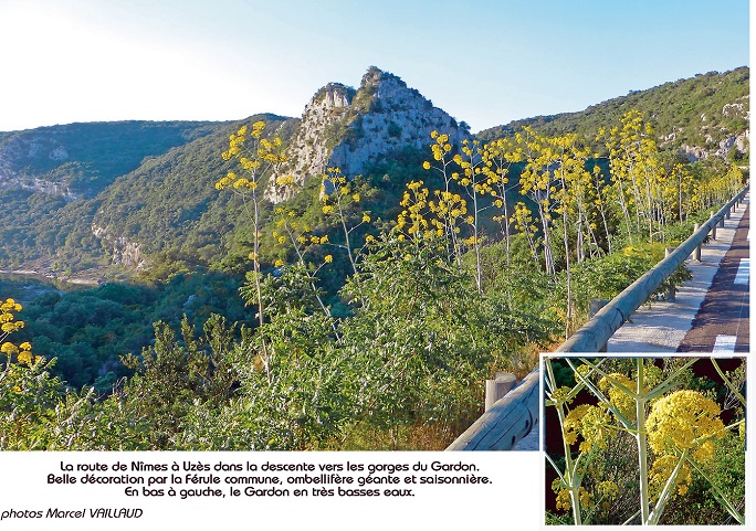 La Férule commune - Cyclotourisme Mag : Cyclotourisme Mag